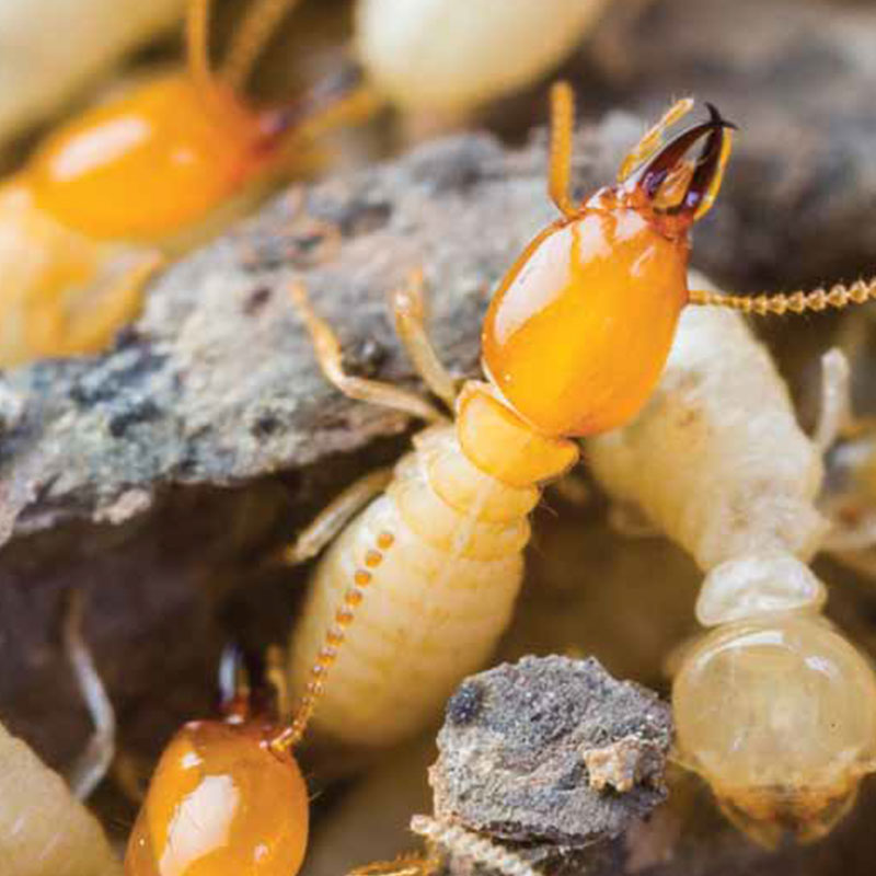 Kordon Warranty Centre - Homepage - Kordon